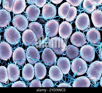 Scanning electron micrograph of Neisseria gonorrhoeae bacteria, which ...