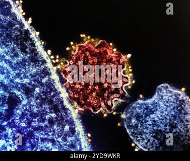 transmission electron microscope image of yellow fever virus Stock ...