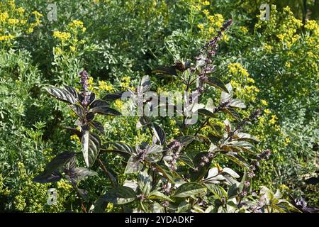 Ocimum basilicum Amethyst, redleaved basil Stock Photo - Alamy