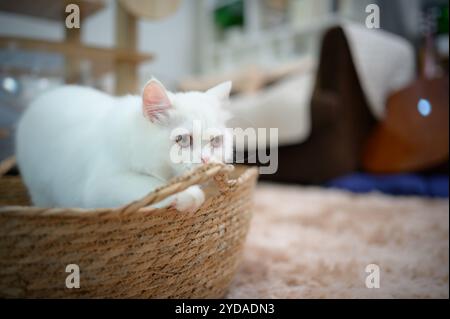 Persian cat one of the most popular breeds of attractive cats Stock ...