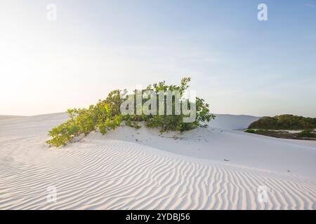Sand dunes in northern Brazil at sunset Stock Photo - Alamy