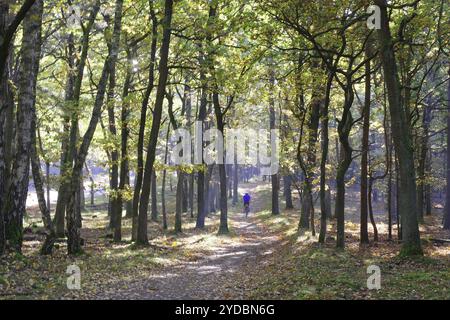 A path through a sparse forest and trees. The path was a walking path ...