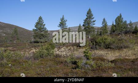 Autumn landscape, Pallas-Yllaestunturi National Park, Lapland, Finland ...