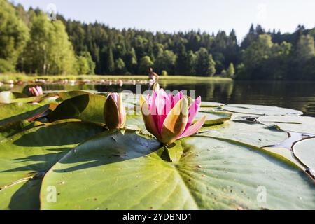 Klosterweiher, Dachsberg, Hotzenwald, Southern Black Forest, Black ...