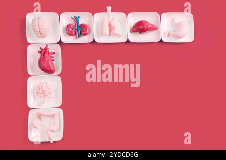 Collection of plastic models representing human organs in white trays ...