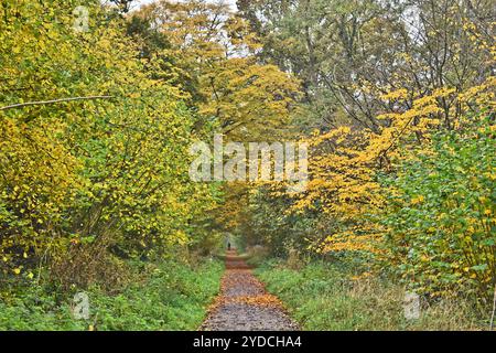 Autumnal foliage at Howe Park Wood in Milton Keynes Stock Photo - Alamy