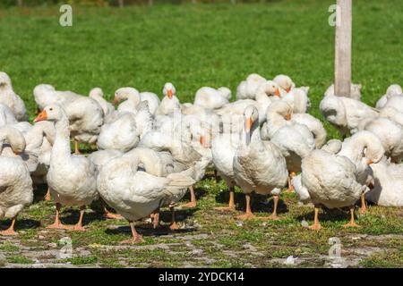 Young white geese grazing on pasture summertime Stock Photo - Alamy