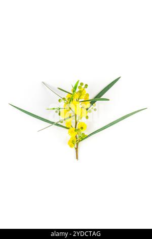 Blossoming of mimosa tree (Acacia pycnantha, golden wattle) close up in ...