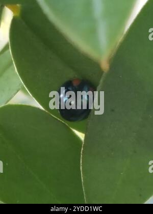 Metallic Blue Lady Beetle (Curinus coeruleus Stock Photo - Alamy