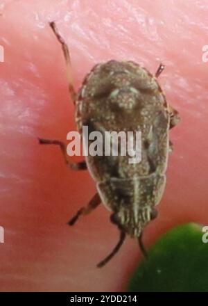 False chinch bugs (Nysius Stock Photo - Alamy