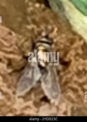 Australian Sheep Blow Fly (Lucilia cuprina), Insecta, Bertonley Ave ...