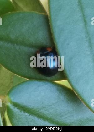 Metallic Blue Lady Beetle (Curinus coeruleus) Insecta Stock Photo - Alamy