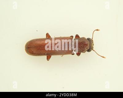 Powder Post Beetle (Lyctus brunneus Stock Photo - Alamy