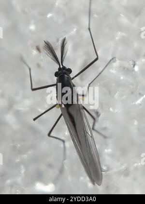 Winter Midges (Diamesa Stock Photo - Alamy