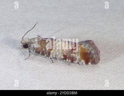 Pine Tip Moths (Rhyacionia Stock Photo - Alamy