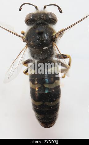 American Sand Wasp (Bembix americana Stock Photo - Alamy