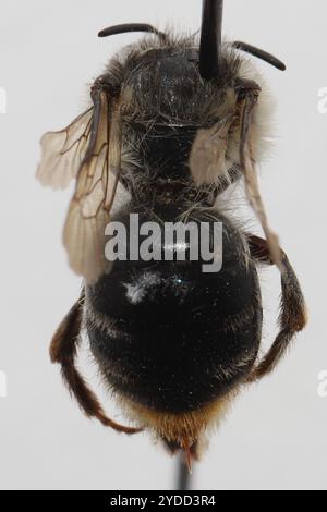 Orange-tipped Wood-digger (Anthophora terminalis Stock Photo - Alamy