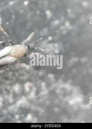 Minute Black Scavenger Flies (Scatopsidae) Insecta Stock Photo - Alamy