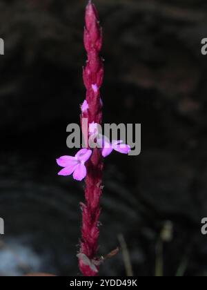 cowpea witchweed (Striga gesnerioides Stock Photo - Alamy