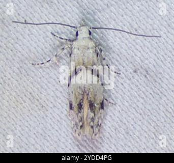 White Stripe-backed Moth (Arogalea cristifasciella Stock Photo - Alamy