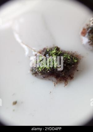 Syed's Thread-moss (Ptychostomum moravicum Stock Photo - Alamy