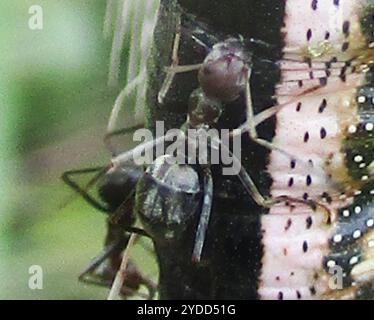 Large Pugnacious Ant (Anoplolepis custodiens Stock Photo - Alamy