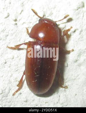 Pleasing Fungus Beetles (Erotylidae Stock Photo - Alamy