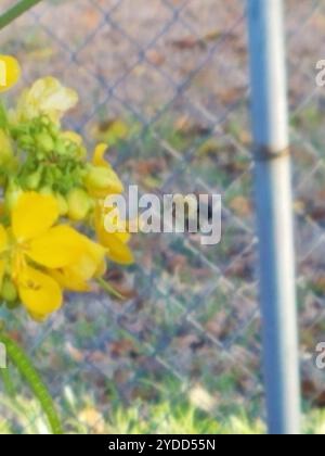 Shining Oil-digger Bee (Centris nitida Stock Photo - Alamy