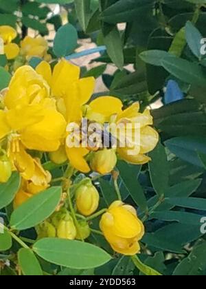 Shining Oil-digger Bee (Centris nitida Stock Photo - Alamy