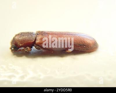 Powder Post Beetle (Lyctus brunneus Stock Photo - Alamy