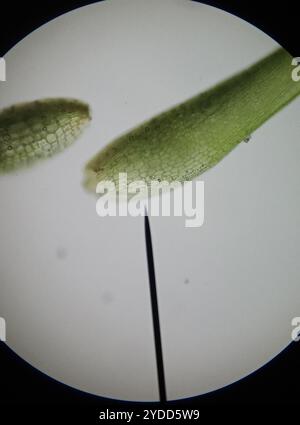 Dwarf Swan-neck Moss (Campylopus pyriformis Stock Photo - Alamy