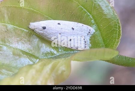 Flat-bodied moths (Depressariidae Stock Photo - Alamy