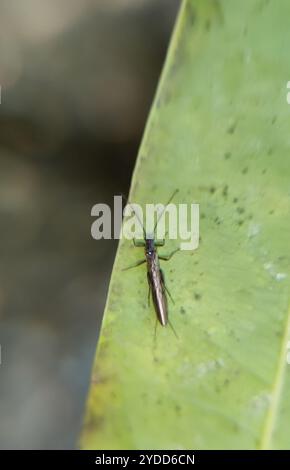 Small Winter Stoneflies (Capniidae Stock Photo - Alamy