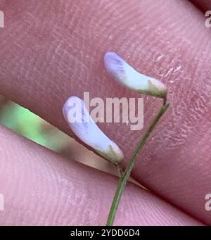 Fourleaf Vetch (Vicia acutifolia Stock Photo - Alamy