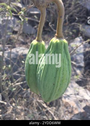 Mountain papaya (Vasconcellea candicans Stock Photo - Alamy