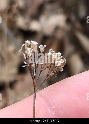 common dittany (Cunila origanoides Stock Photo - Alamy