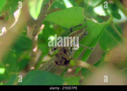South American Fruit Tree Weevil (Naupactus xanthographus) Insecta ...