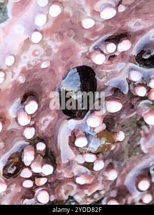 Patellid Limpets (Patellidae Stock Photo - Alamy