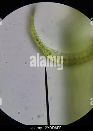 Dwarf Swan-neck Moss (Campylopus pyriformis Stock Photo - Alamy