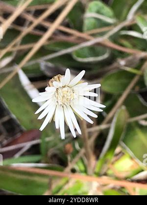 Pineland Daisy (Chaptalia tomentosa Stock Photo - Alamy