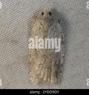 Tortricine Leafroller Moths (Tortricinae Stock Photo - Alamy