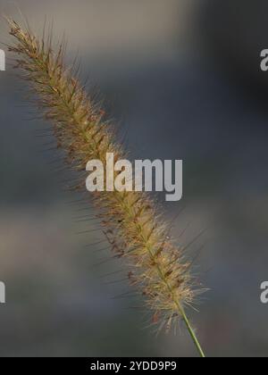feathery pennisetum (Cenchrus setosus Stock Photo - Alamy