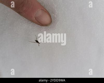 Snow Flies (Chionea Stock Photo - Alamy