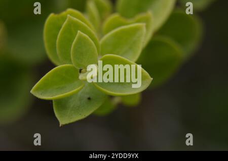 salt bush (Cryptocarpus pyriformis Stock Photo - Alamy