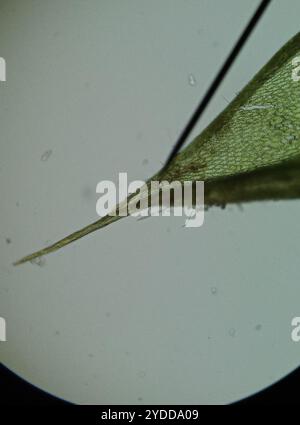 Tufted Thread-moss (Ptychostomum imbricatulum Stock Photo - Alamy