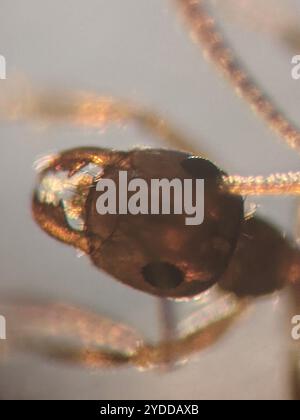 American Winter Ant (Prenolepis imparis Stock Photo - Alamy