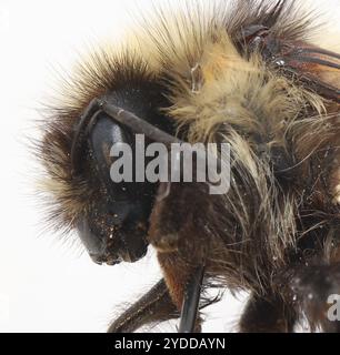 Forest Bumble Bee (Bombus sylvicola Stock Photo - Alamy