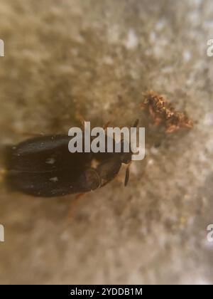 Two-spotted Carpet-beetle (Attagenus pellio Stock Photo - Alamy