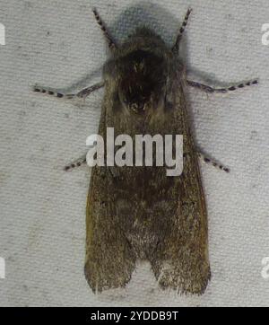 Roland's Sallow (Psaphida rolandi Stock Photo - Alamy