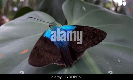 Gilbert's Flasher (Telegonus alector Stock Photo - Alamy